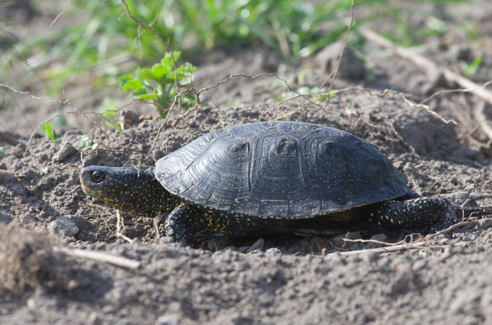 Come costruire un terrario per tartarughe di terra in casa: guida alla creazione di un terrario ...